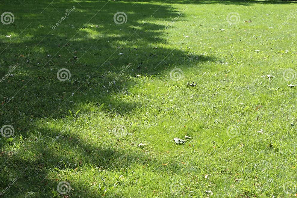 Tree shadow on green grass stock image. Image of plant - 287225287