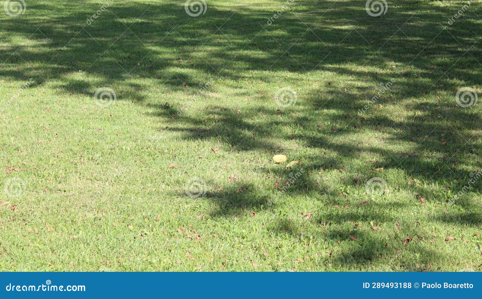 Tree shadow on green grass stock photo. Image of family - 289493188