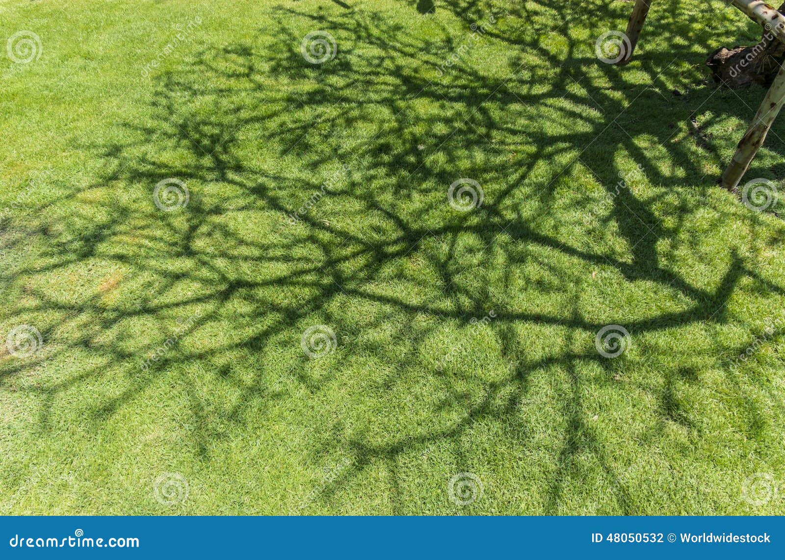 Tree shadow stock photo. Image of meadow, lush, leaf - 48050532