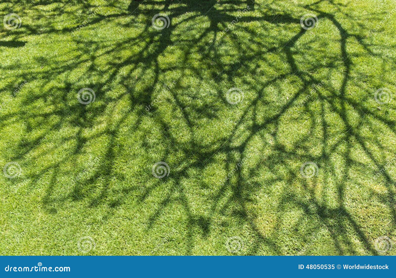 Tree shadow stock image. Image of grass, dense, reflection - 48050535
