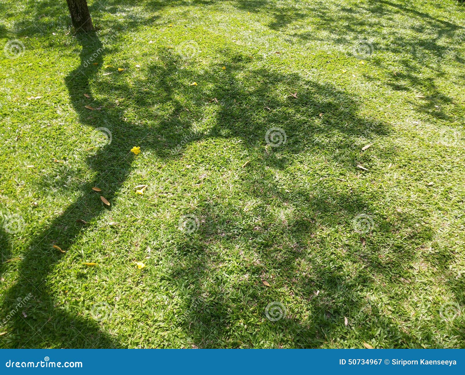 Tree Shadow on the Green Grass Stock Image - Image of sunny, grass ...