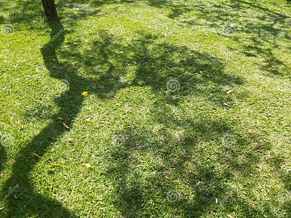 Tree Shadow on the Green Grass Stock Image - Image of sunny, grass ...