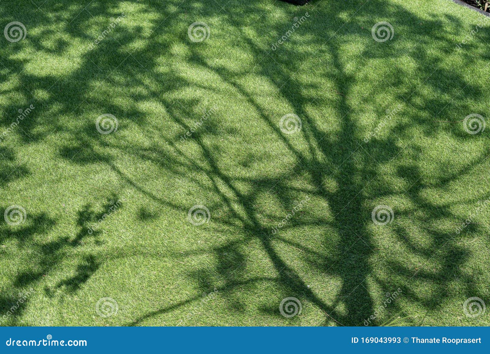 Tree shadow on green grass stock image. Image of serenity - 169043993