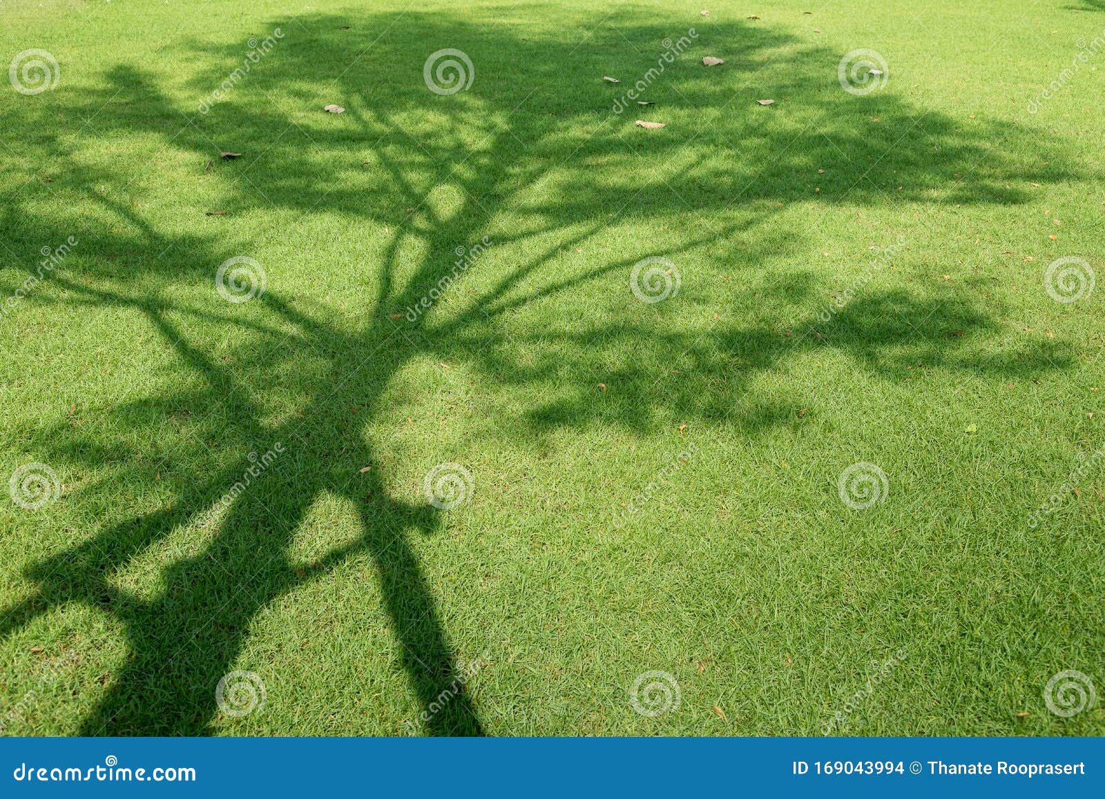 Tree shadow on green grass stock photo. Image of shadow - 169043994