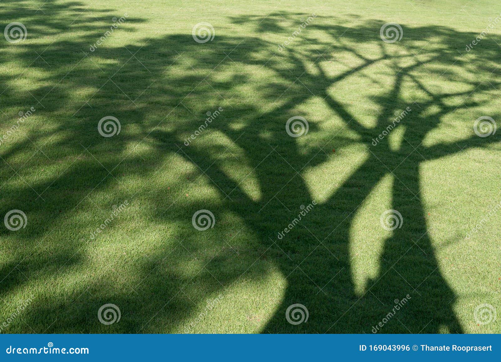 Tree shadow on green grass stock photo. Image of seasonal - 169043996