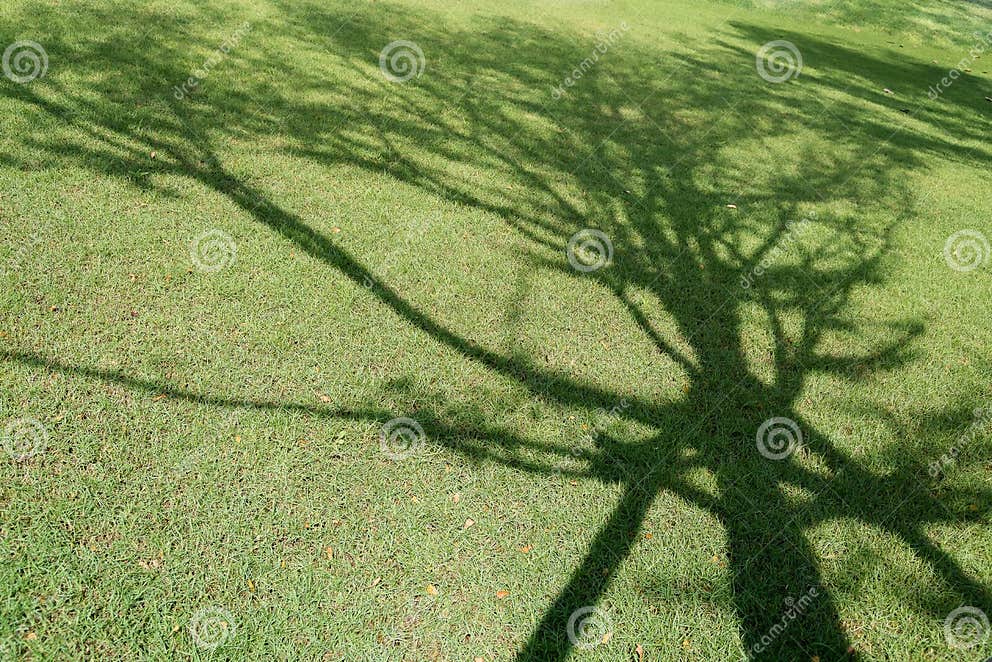 Tree shadow on green grass stock image. Image of convergence - 169044007