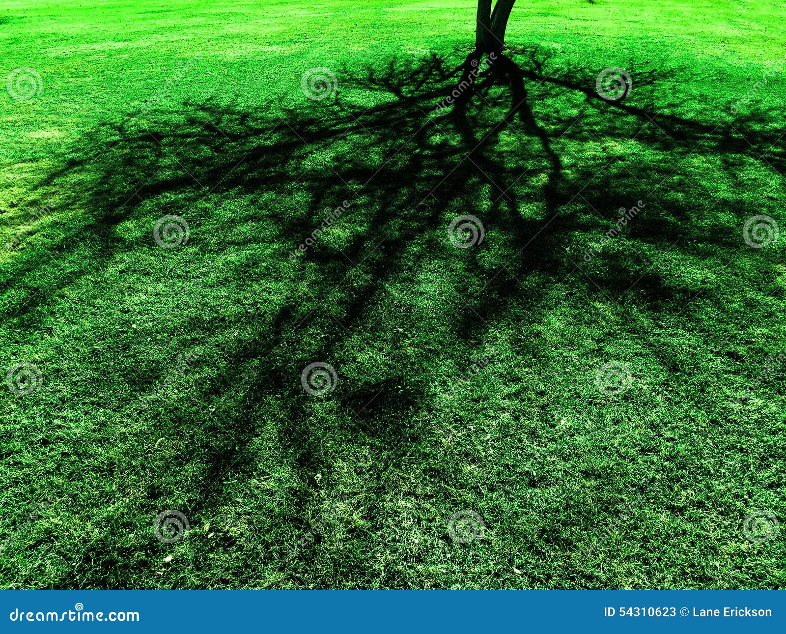 Tree Shadow on Green Lush Grass Stock Image - Image of backlit, leafy ...