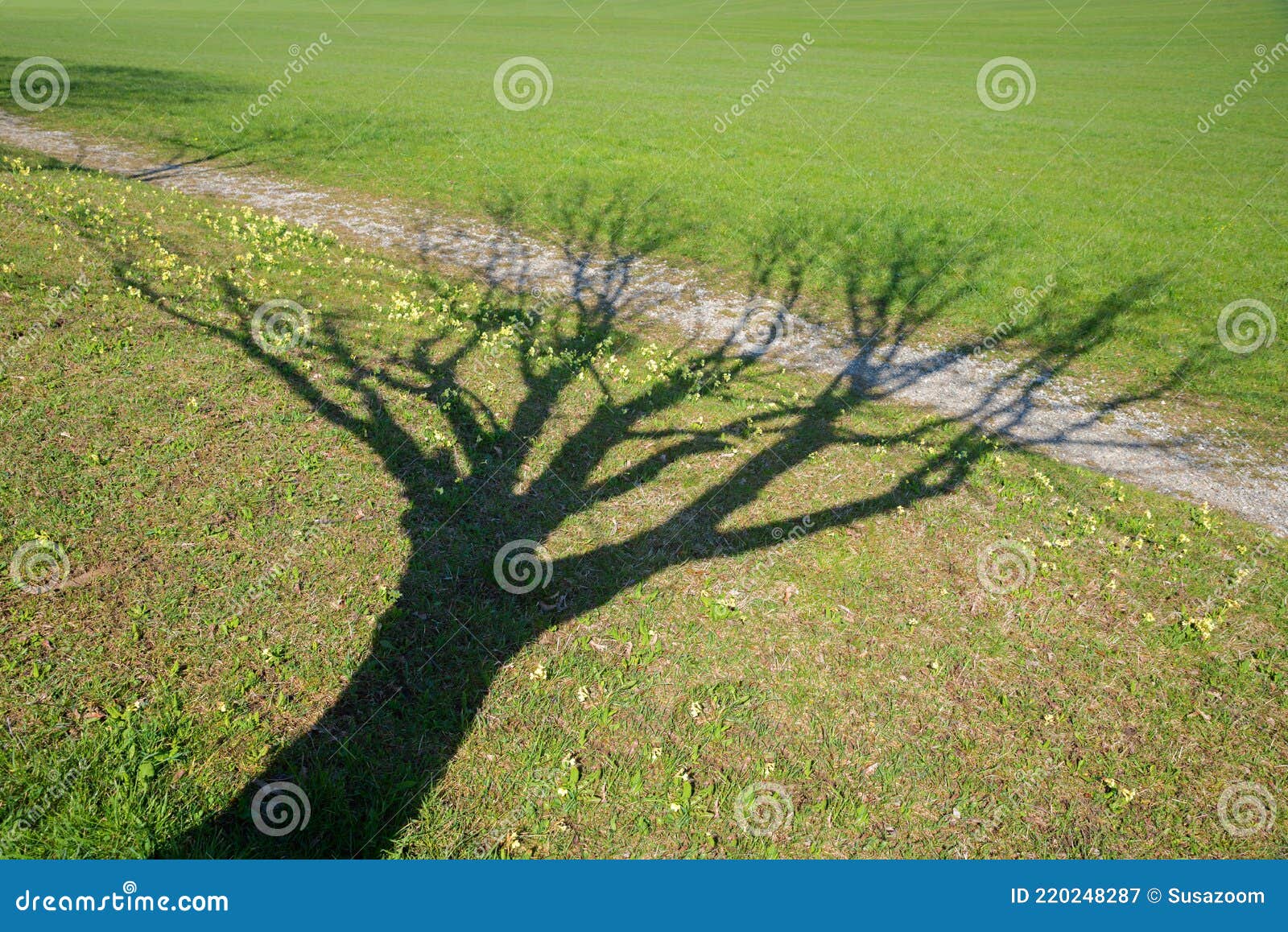 Tree Shadow at the Green Meadow Stock Image - Image of outdoors ...