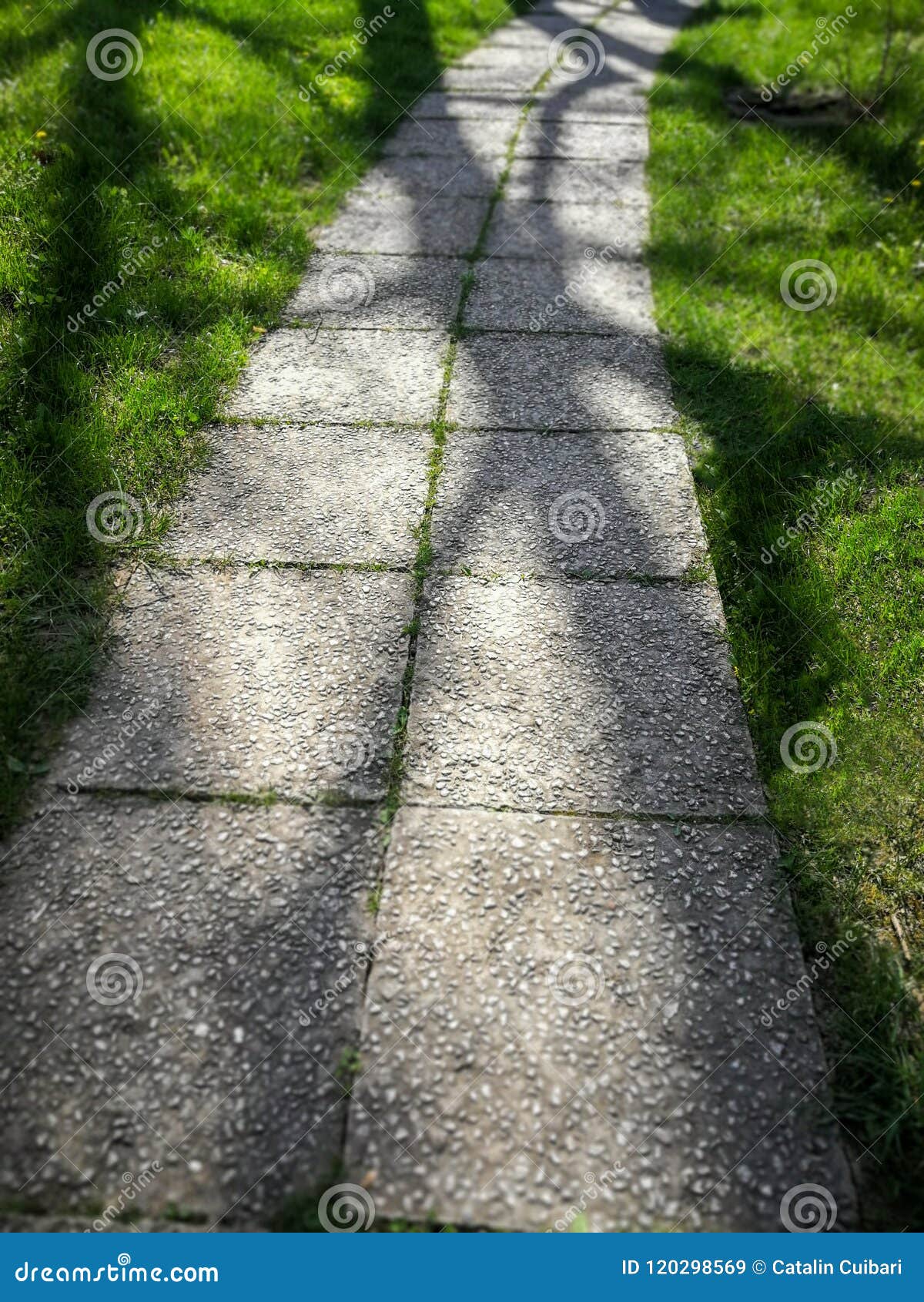 Tree Shadow on a Green Road Stock Image - Image of light, tree: 120298569