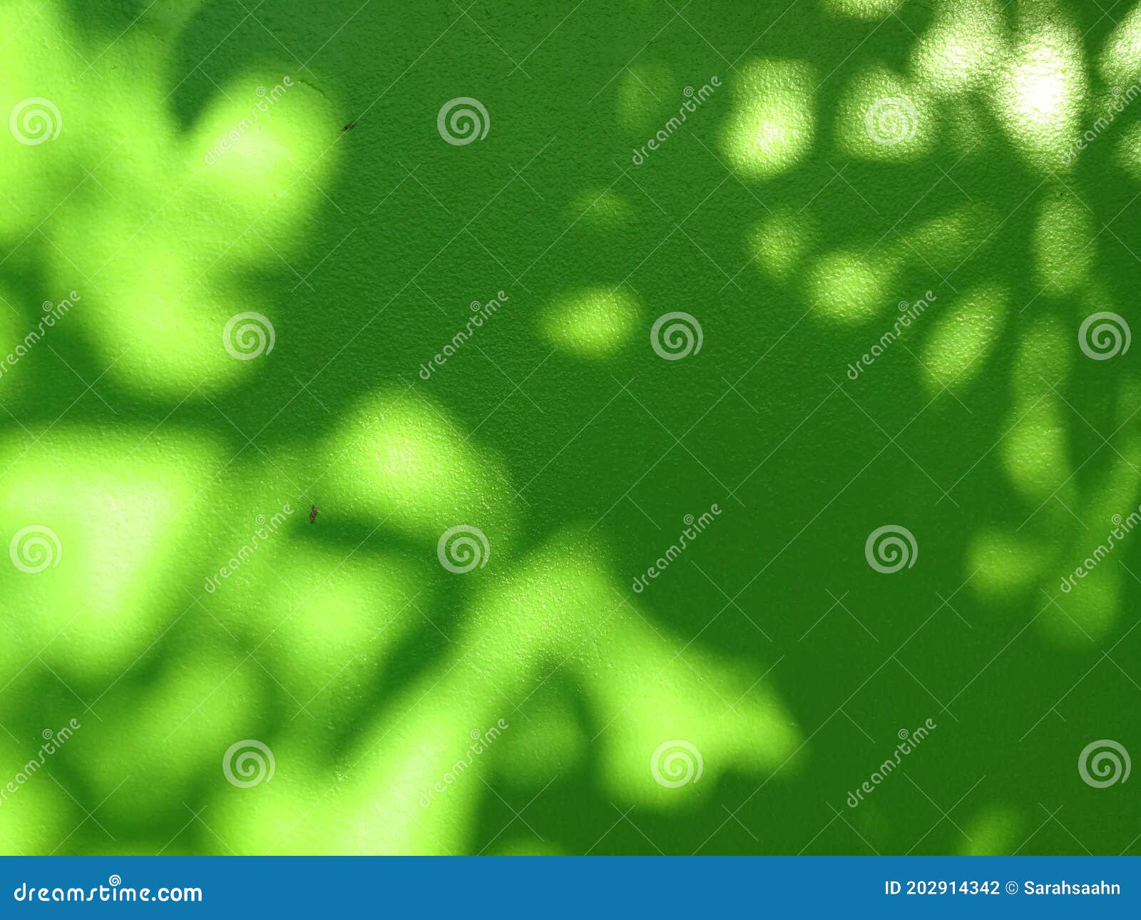 Tree Shadow on Green Wall Background. Copy Space on the Wall. Stock ...