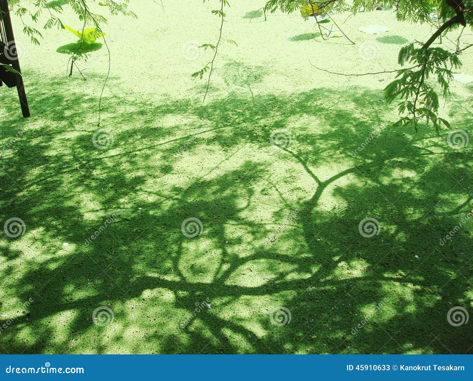 Tree Shadow on Green Water Ferns in the Pond Background Stock Image ...