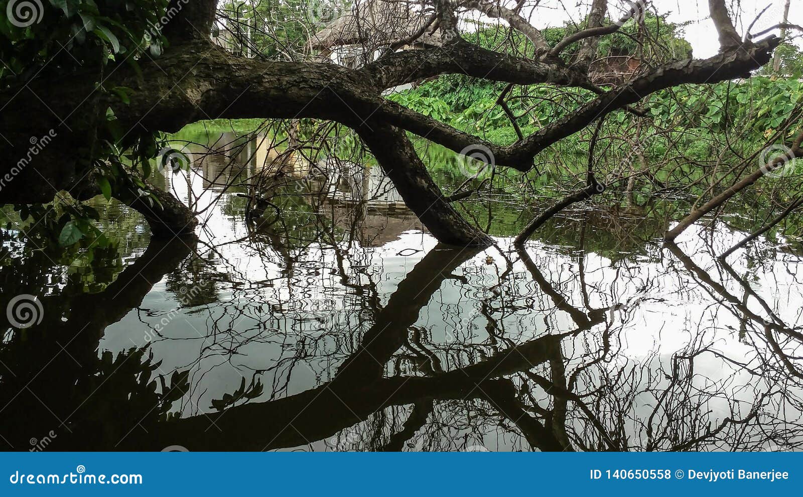 Reflection of the Dead Tree Laying on the Pond Stock Photo - Image of ...