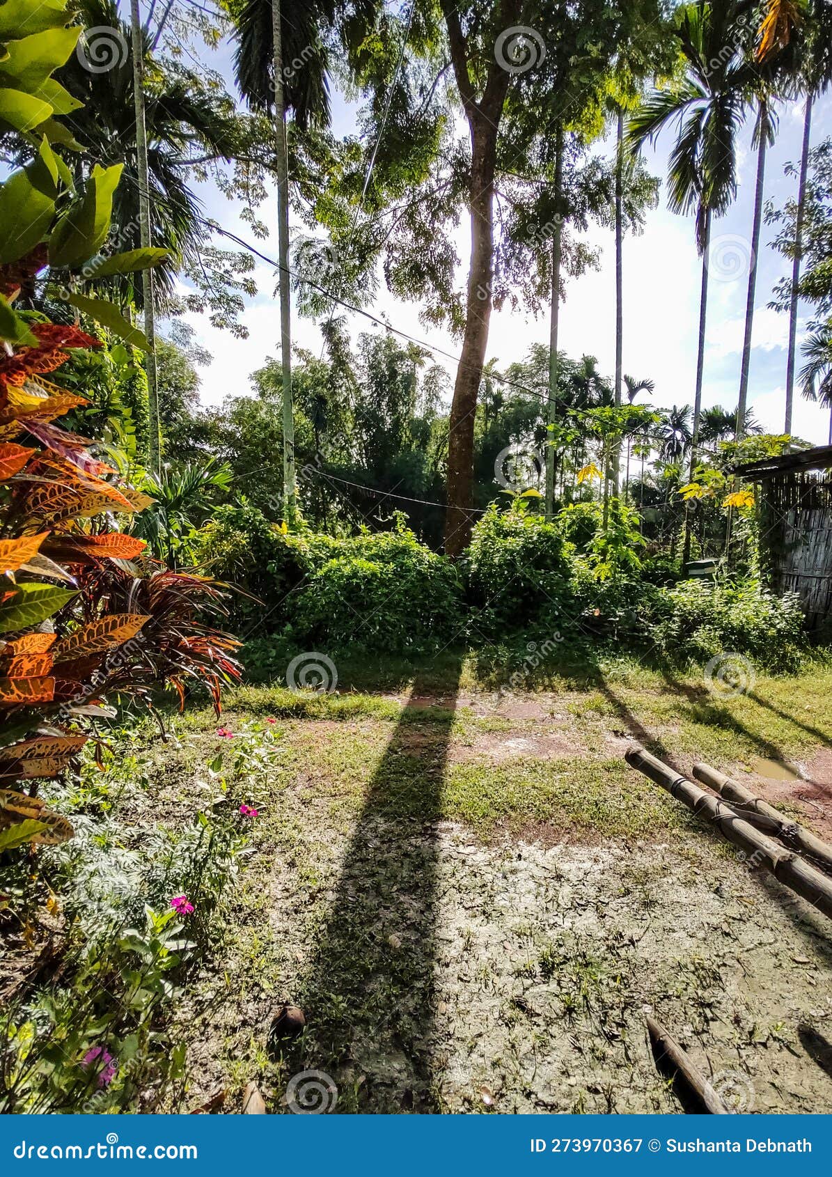 Tree Shadow in the Morning Sunlight Stock Image - Image of forest ...