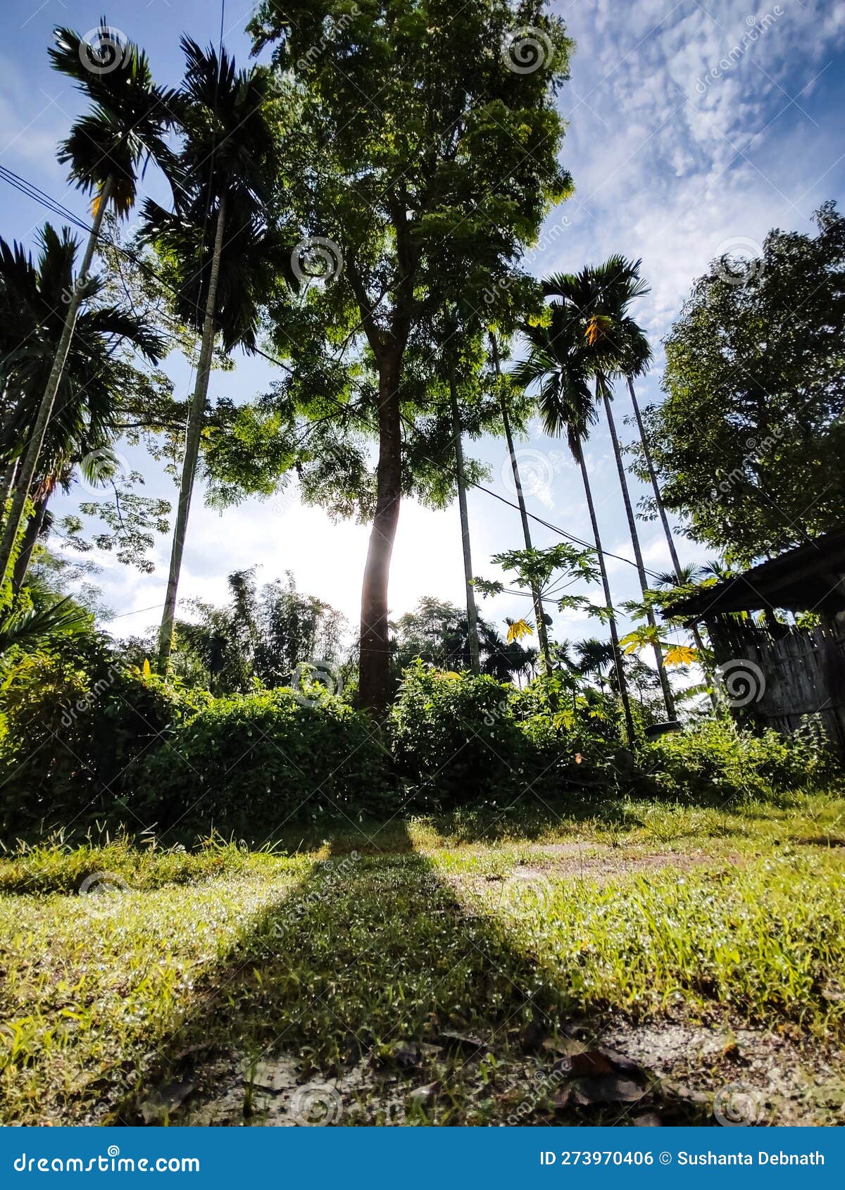 Tree Shadow in the Morning Sunlight Stock Photo - Image of healthy ...