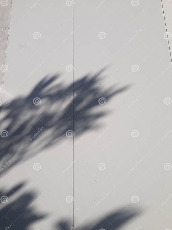 Tree Shadow in the Morning on the Wall Stock Photo - Image of tree ...