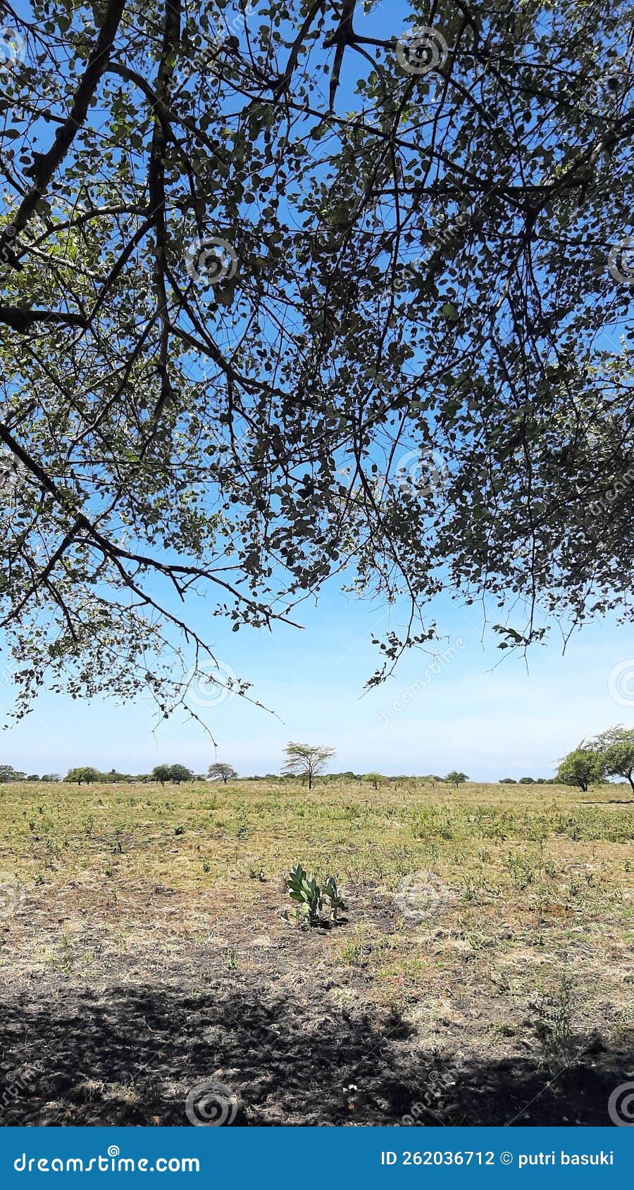 Tree and Shadow Ranting Pohon Bayangan Stock Photo - Image of shadow ...