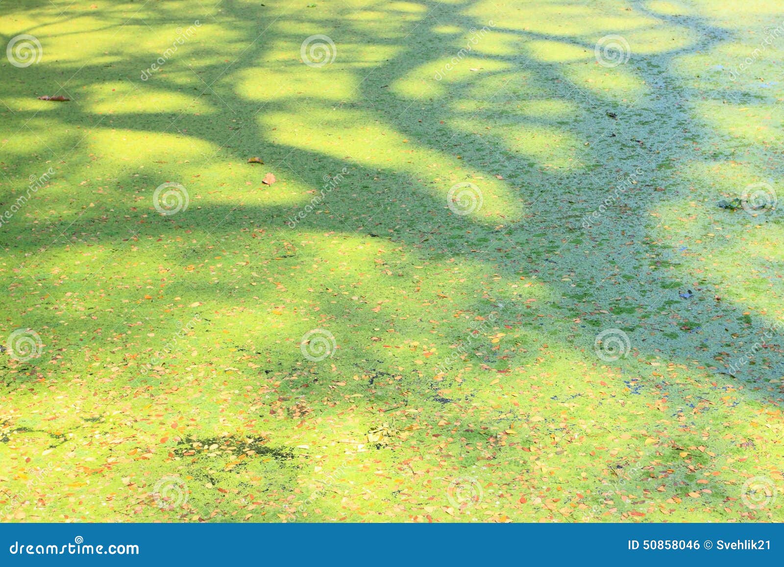 Tree Shadow Reflection on Water Stock Photo - Image of leaf, shape ...