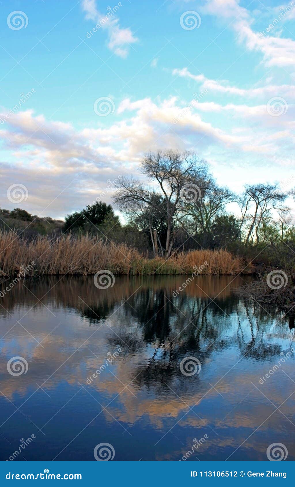 Tree Shadow Reflection on the Water Stock Photo - Image of park, trails ...