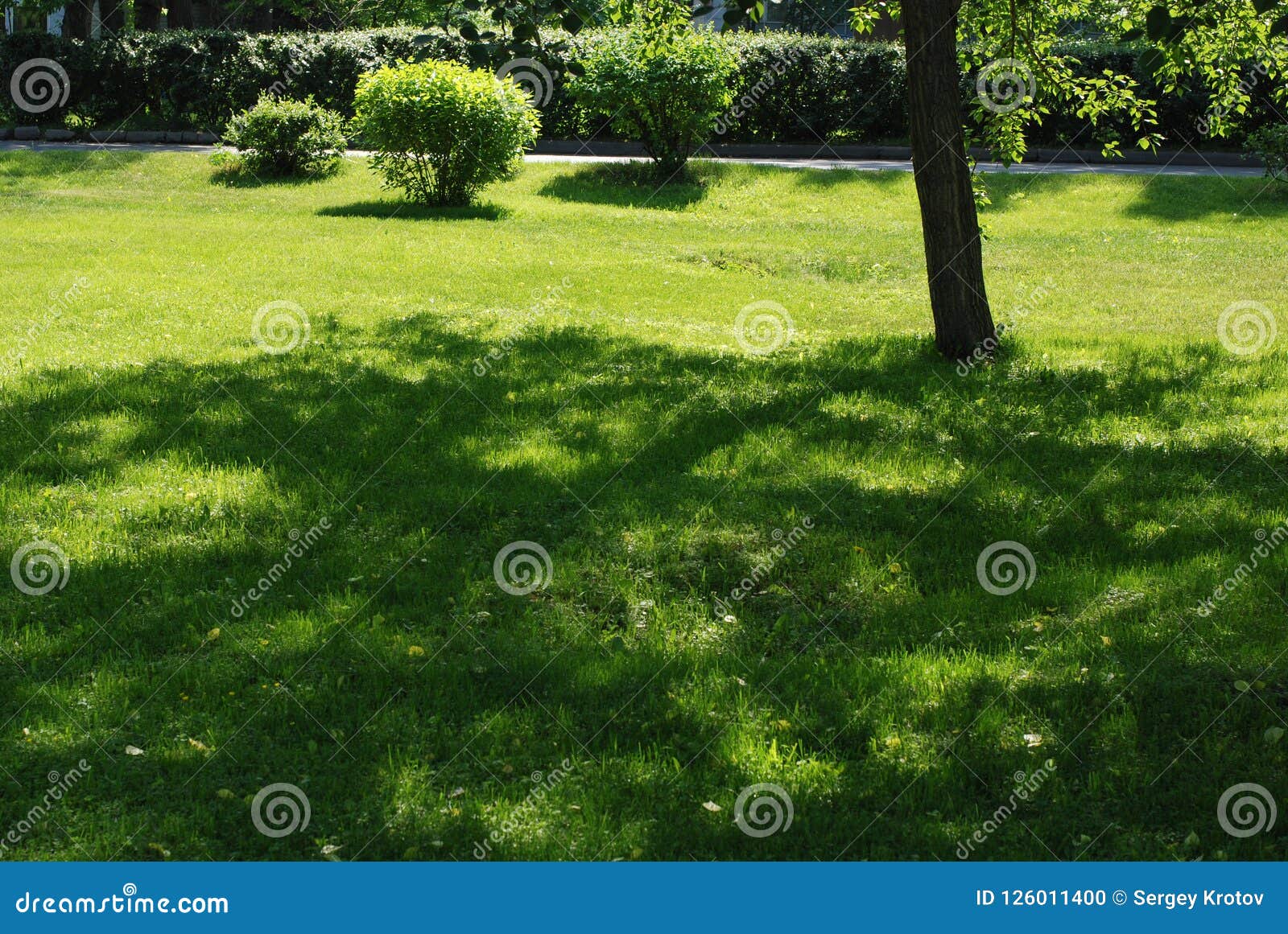 Tree Shadow on Short Green Grass Lawn in Spring Stock Photo - Image of ...