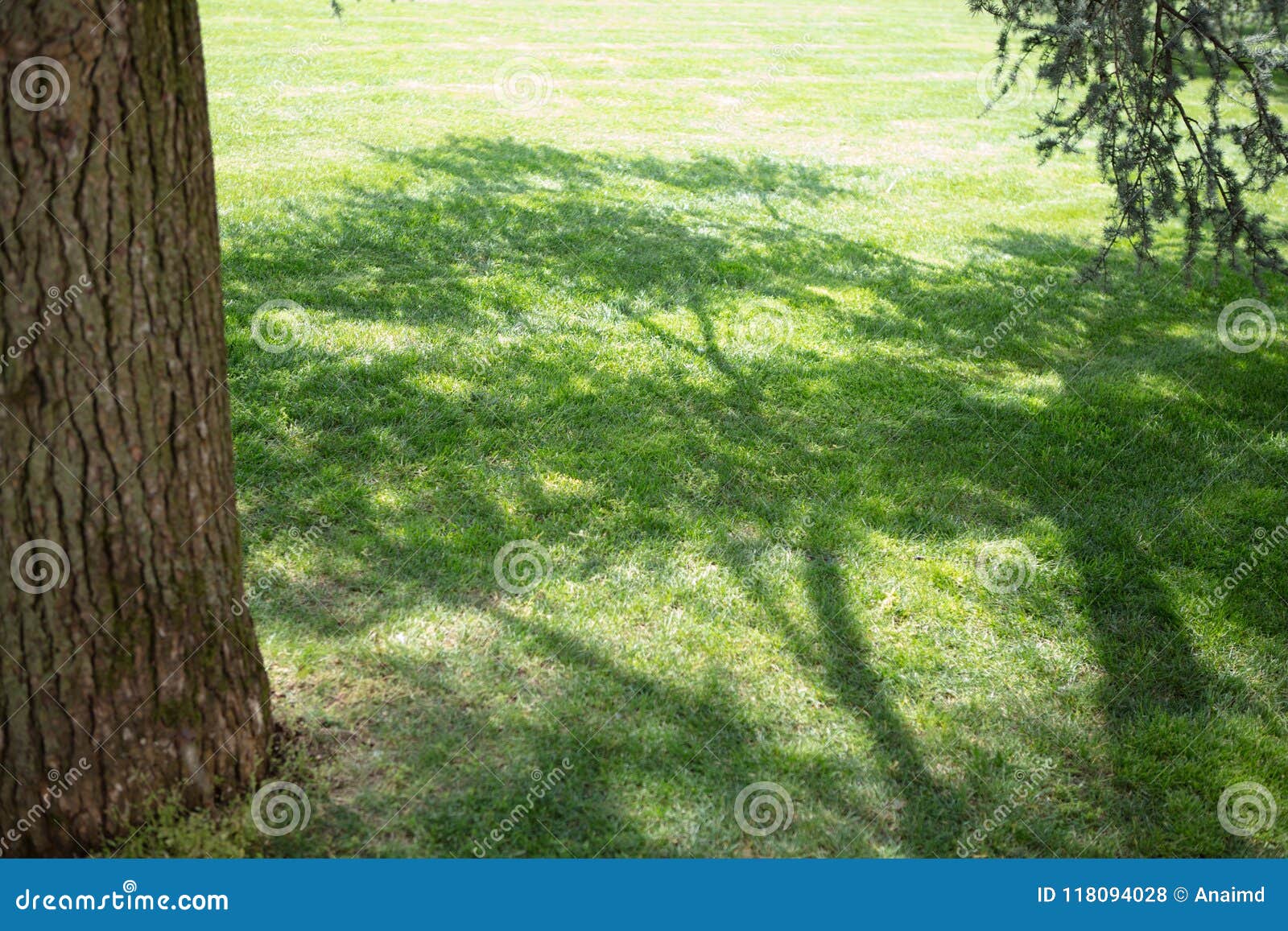 Tree Shadow on Short Green Grass in Spring Season Stock Photo - Image ...