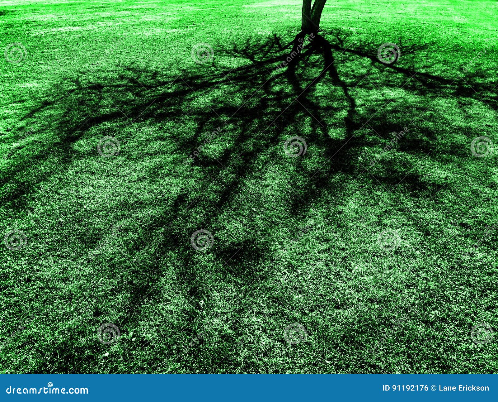 Tree Shadow in Spring on Lush Green Grass Stock Photo - Image of ...