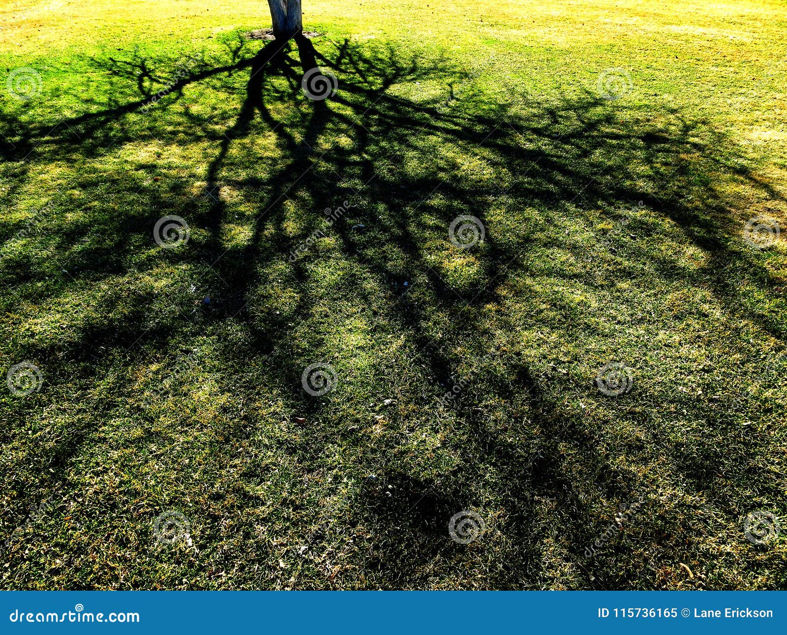 Tree Shadow in Spring on Lush Green Grass Stock Image - Image of ...