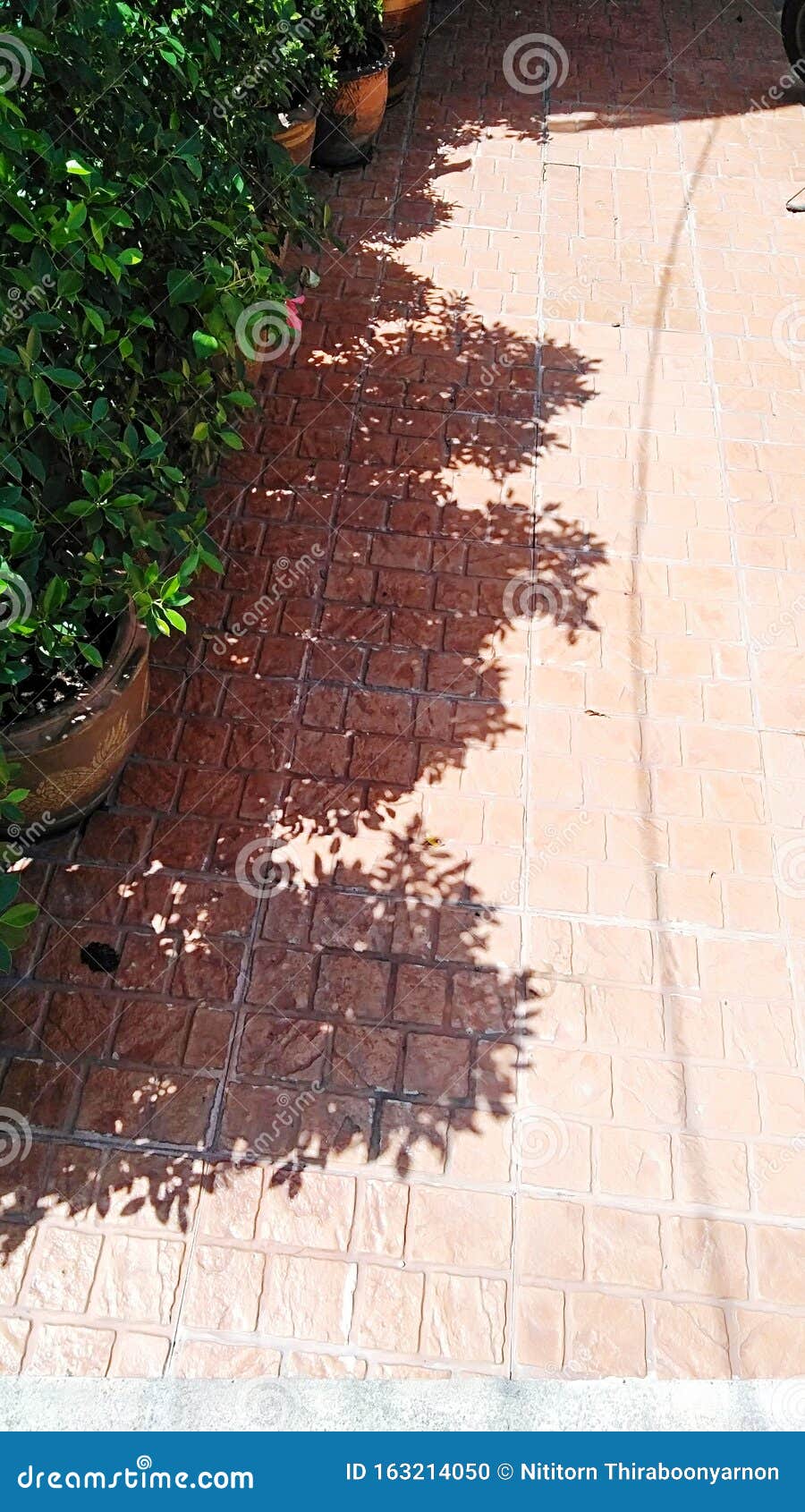 Tree shadow. stock photo. Image of light, tree, shadow - 163214050