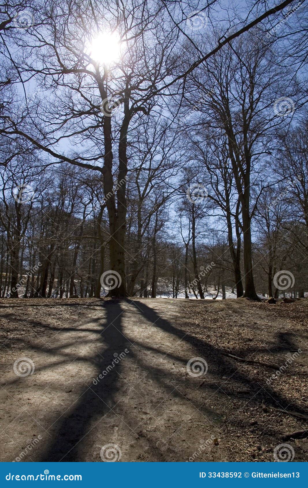 Tree and shadow stock photo. Image of winter, tree, trees - 33438592