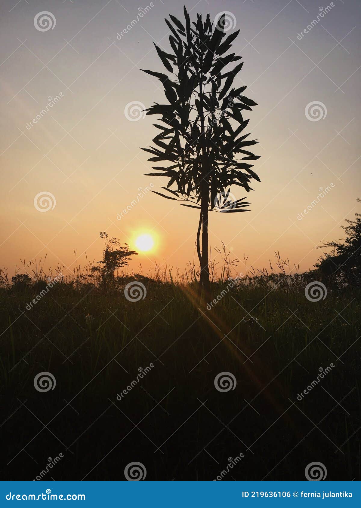 Tree on the Shadow of Sunrise Stock Photo - Image of shadow, tree ...