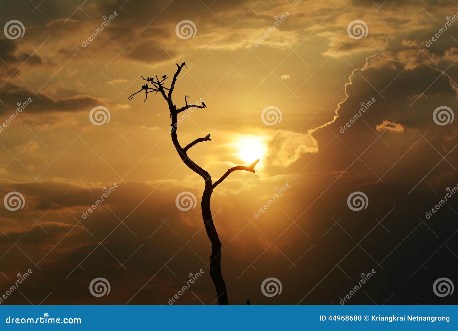 Tree shadow in sunset stock photo. Image of sunset, black - 44968680