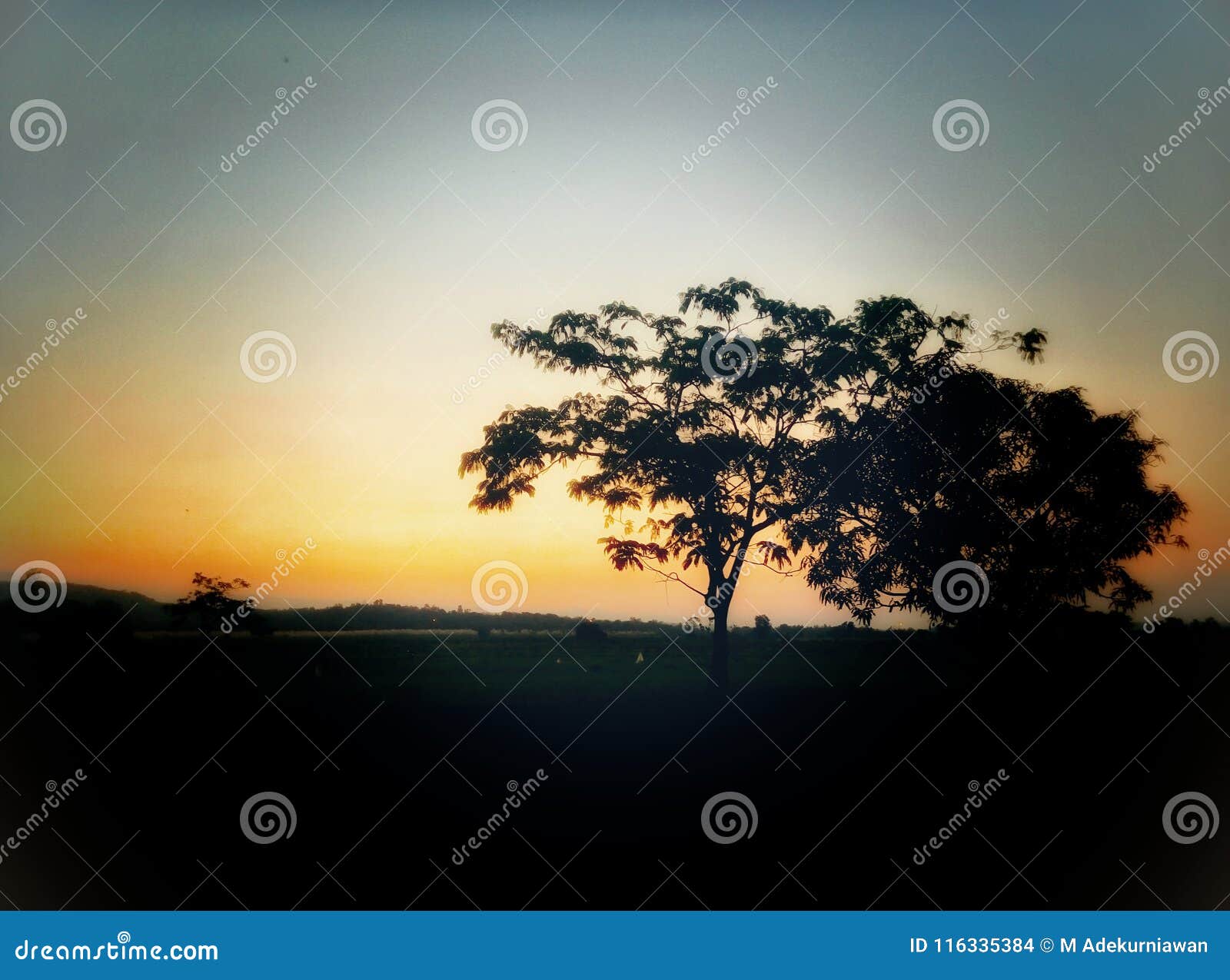 Tree in shadow stock photo. Image of tropical, sillhoutte - 116335384