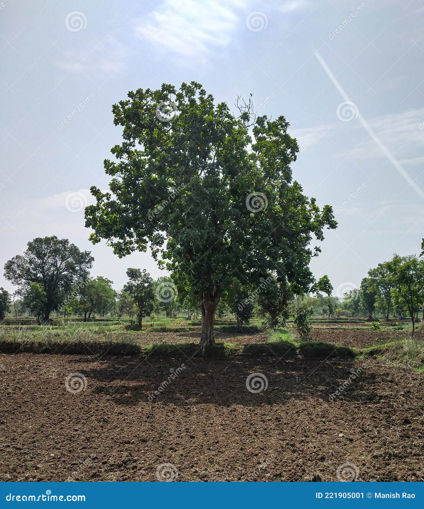The Tree and Shadow of it are Together Here. Stock Image - Image of ...