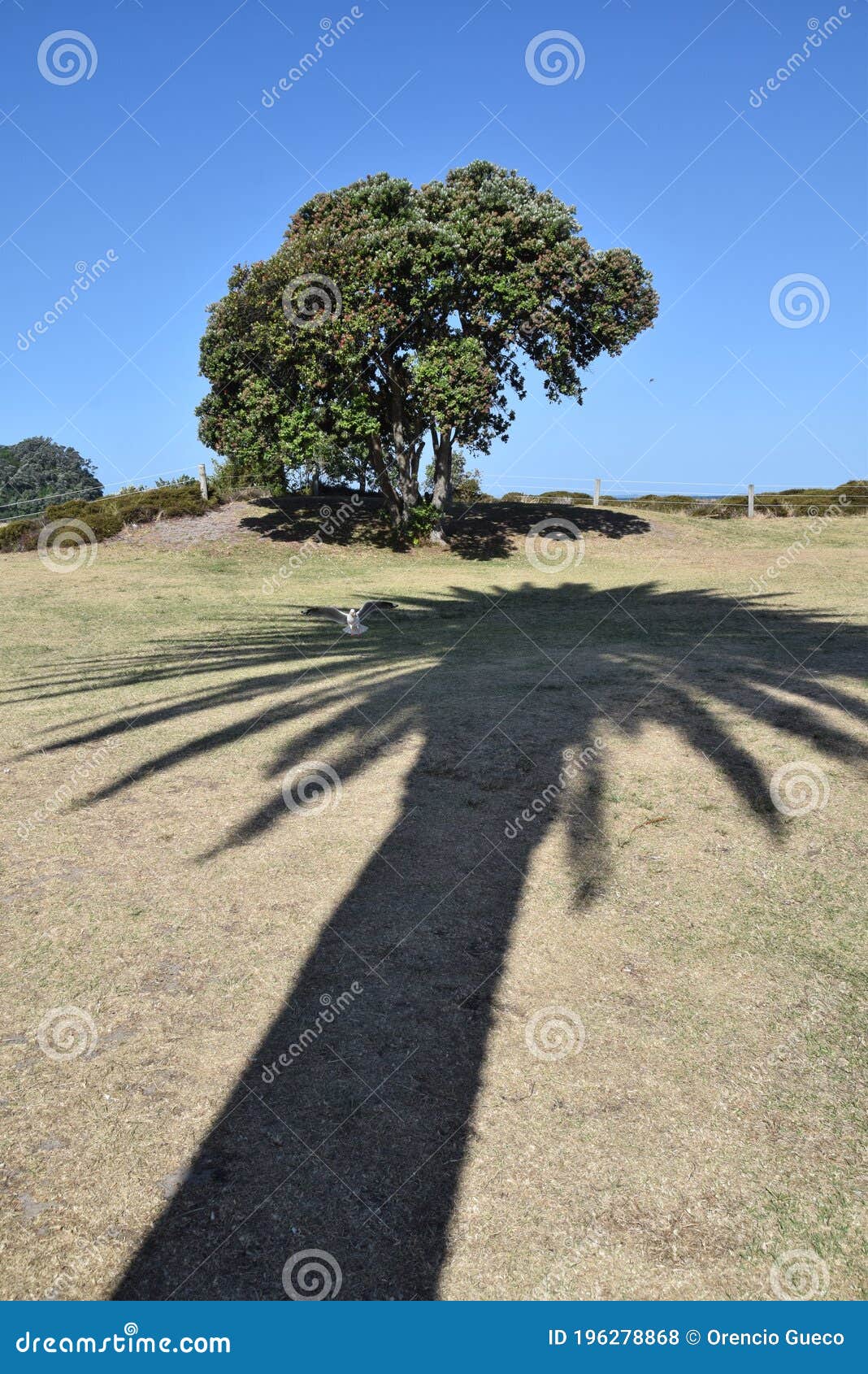 A Tree and a Shadow of a Tree One Clear Sunny Day Stock Photo - Image ...