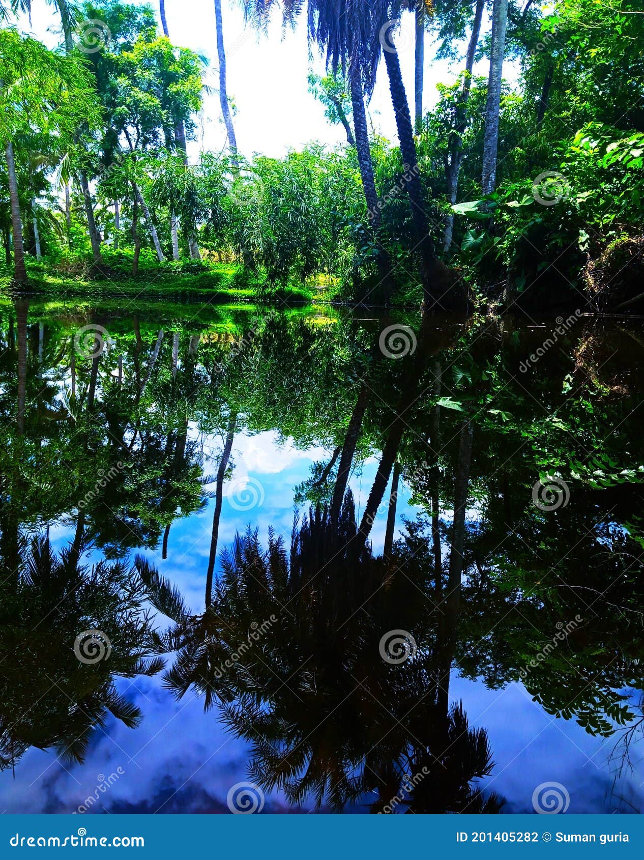 Tree shadow of tree stock photo. Image of pond, wetland - 201405282