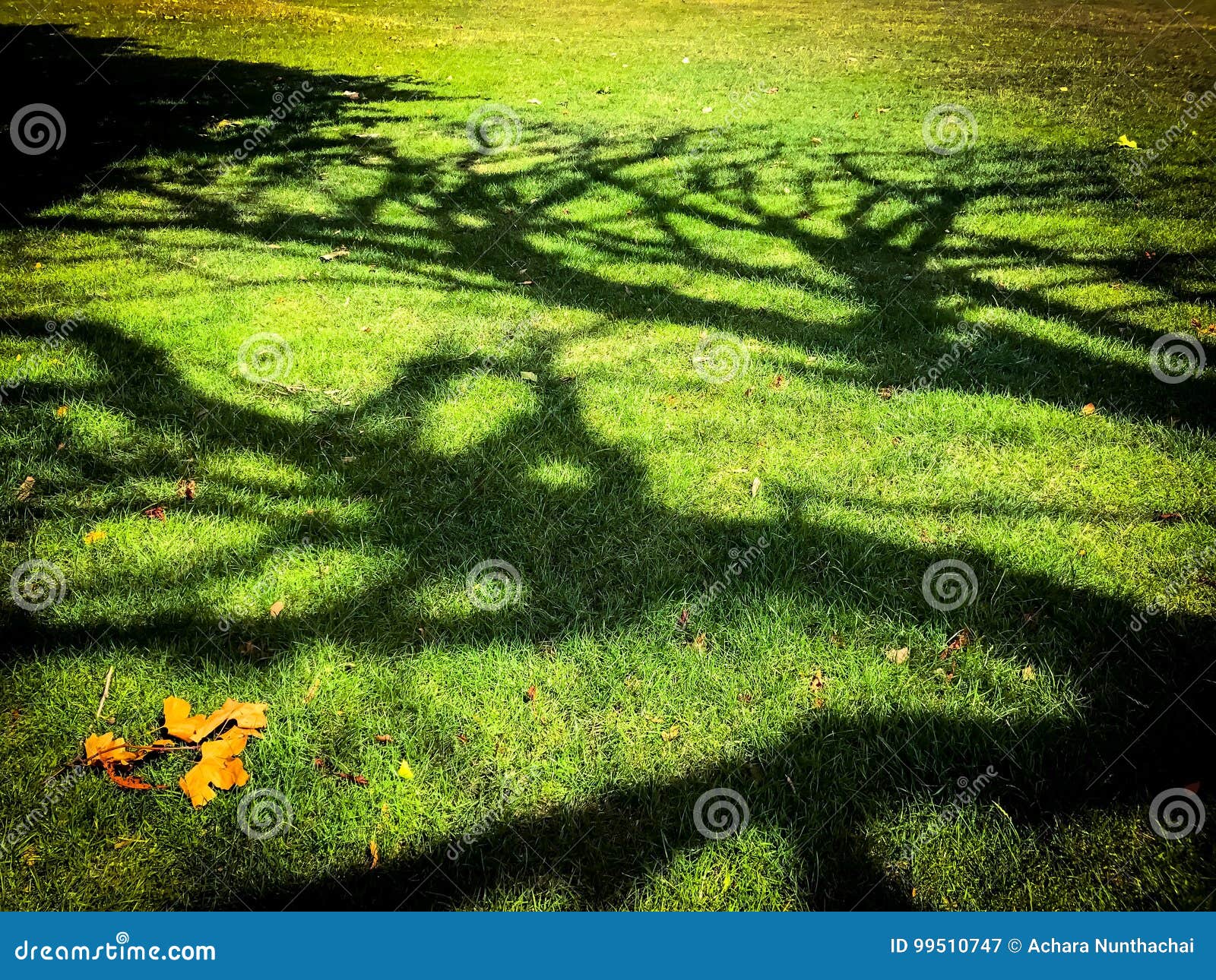 Tree shadow stock image. Image of grass, detail, summer - 99510747