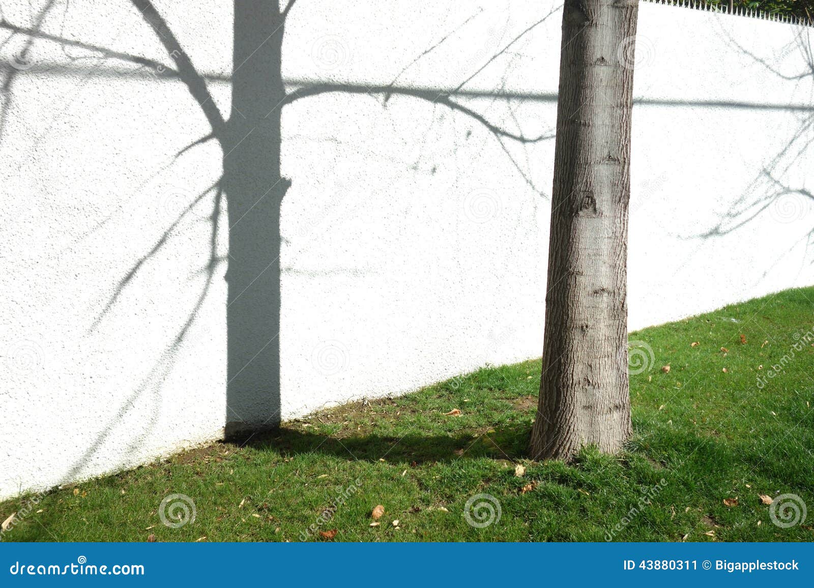 Tree and Shadow stock image. Image of tree, trunk, fall - 43880311