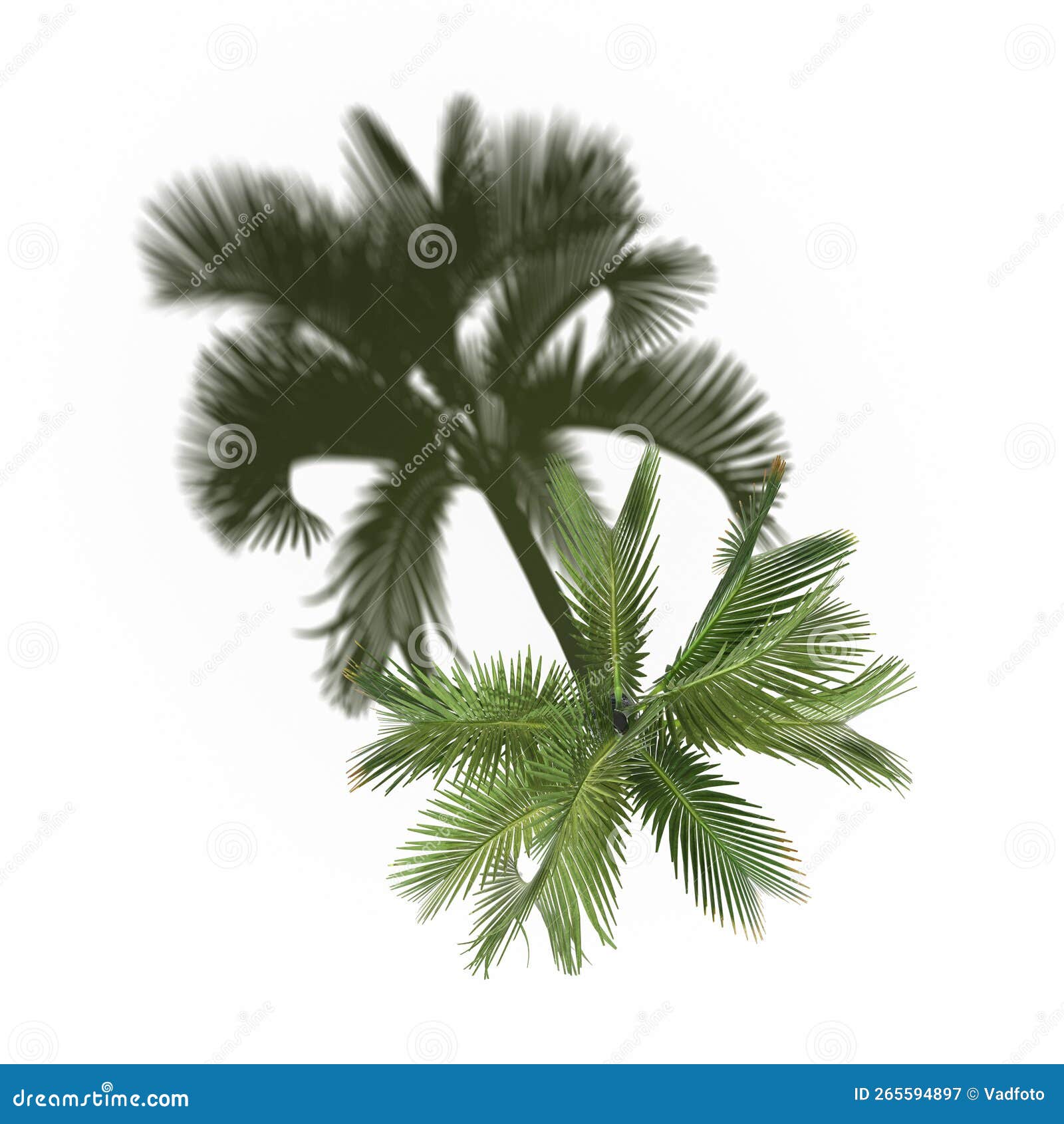 Tree with a Shadow Under it, Top View Stock Illustration - Illustration ...