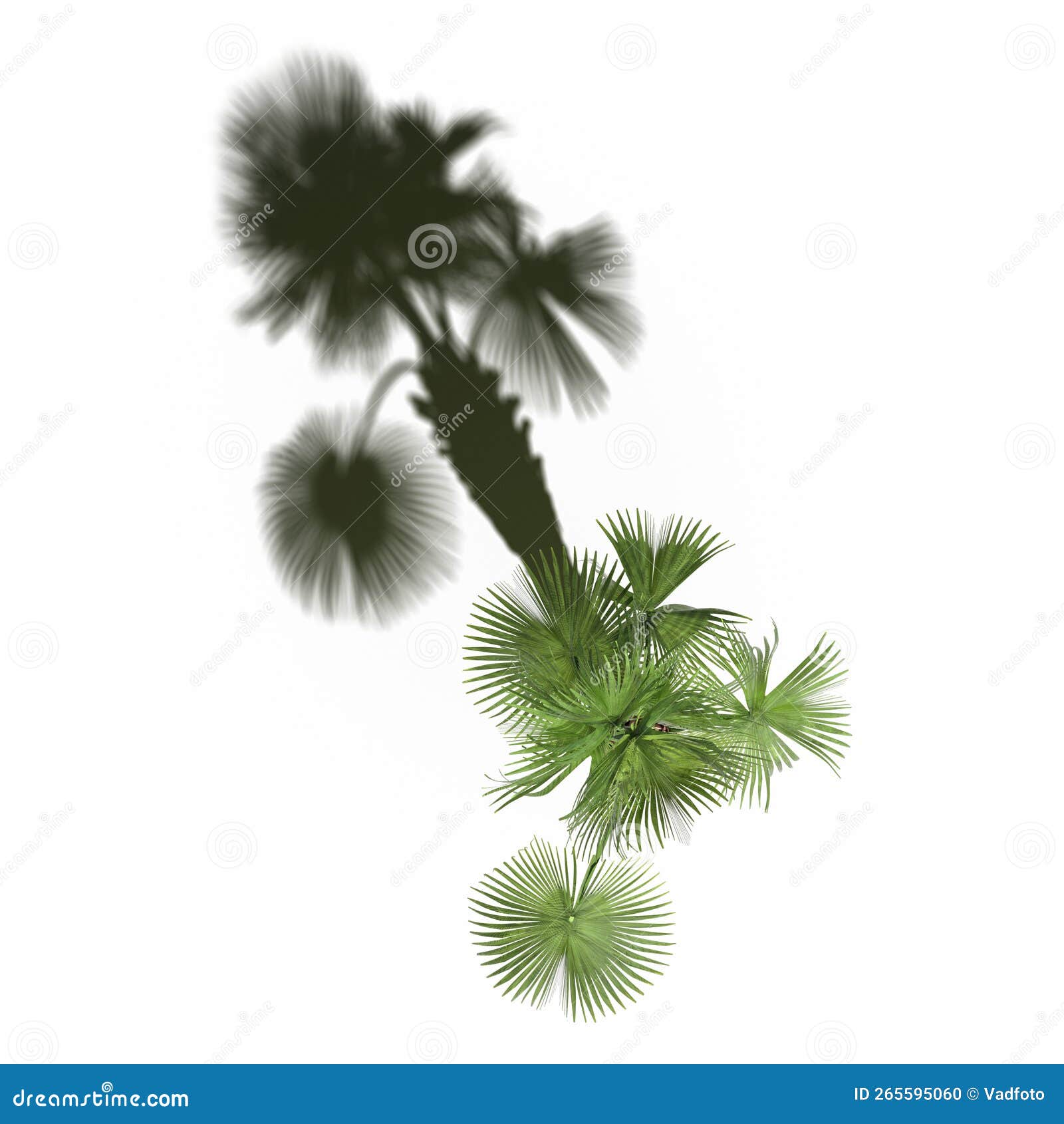 Tree with a Shadow Under it, Top View Stock Illustration - Illustration ...