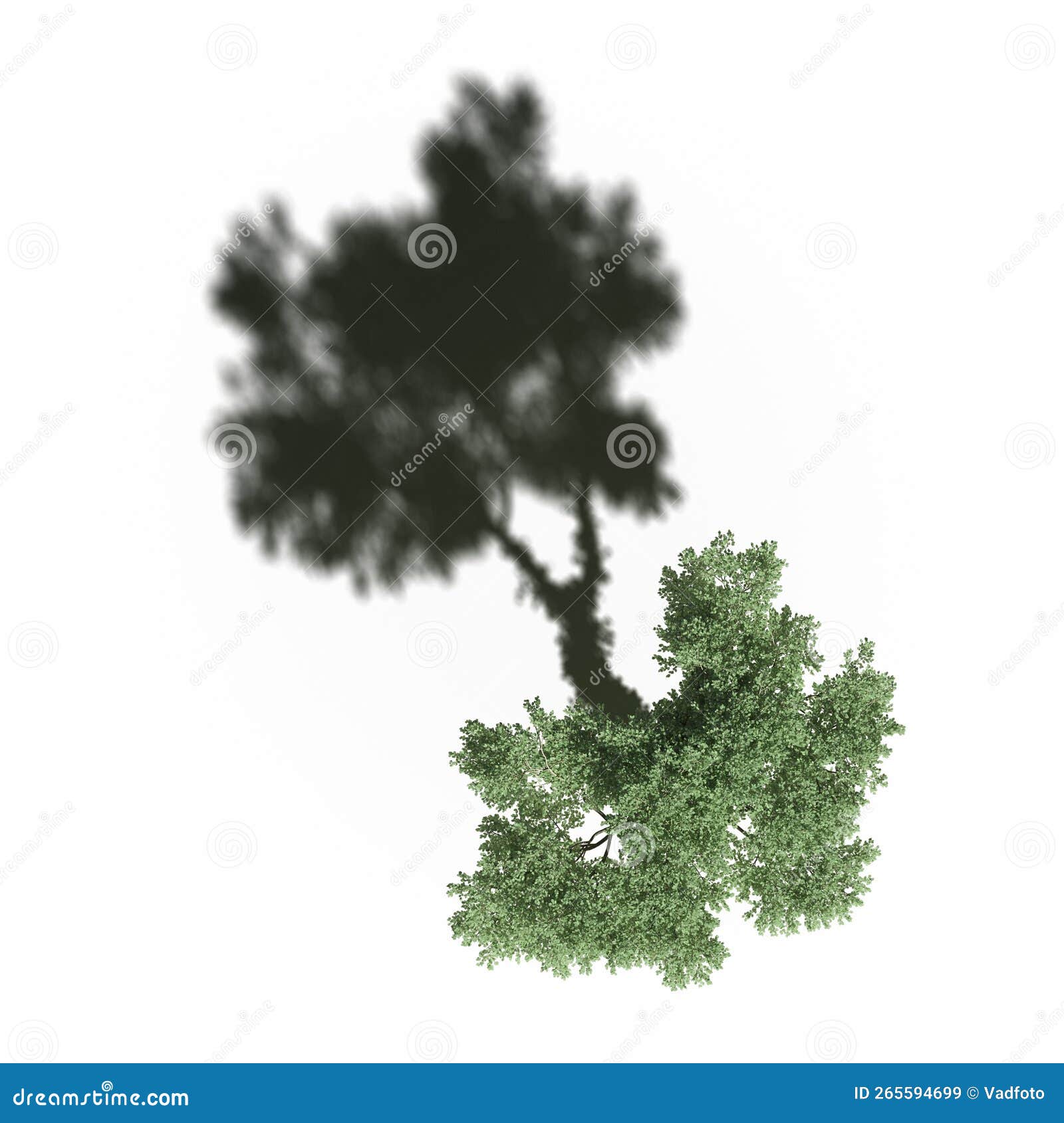 Tree with a Shadow Under it, Top View Stock Illustration - Illustration ...