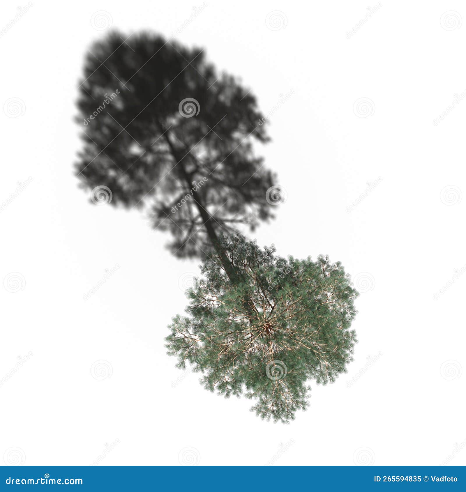 Tree with a Shadow Under it, Top View Stock Illustration - Illustration ...
