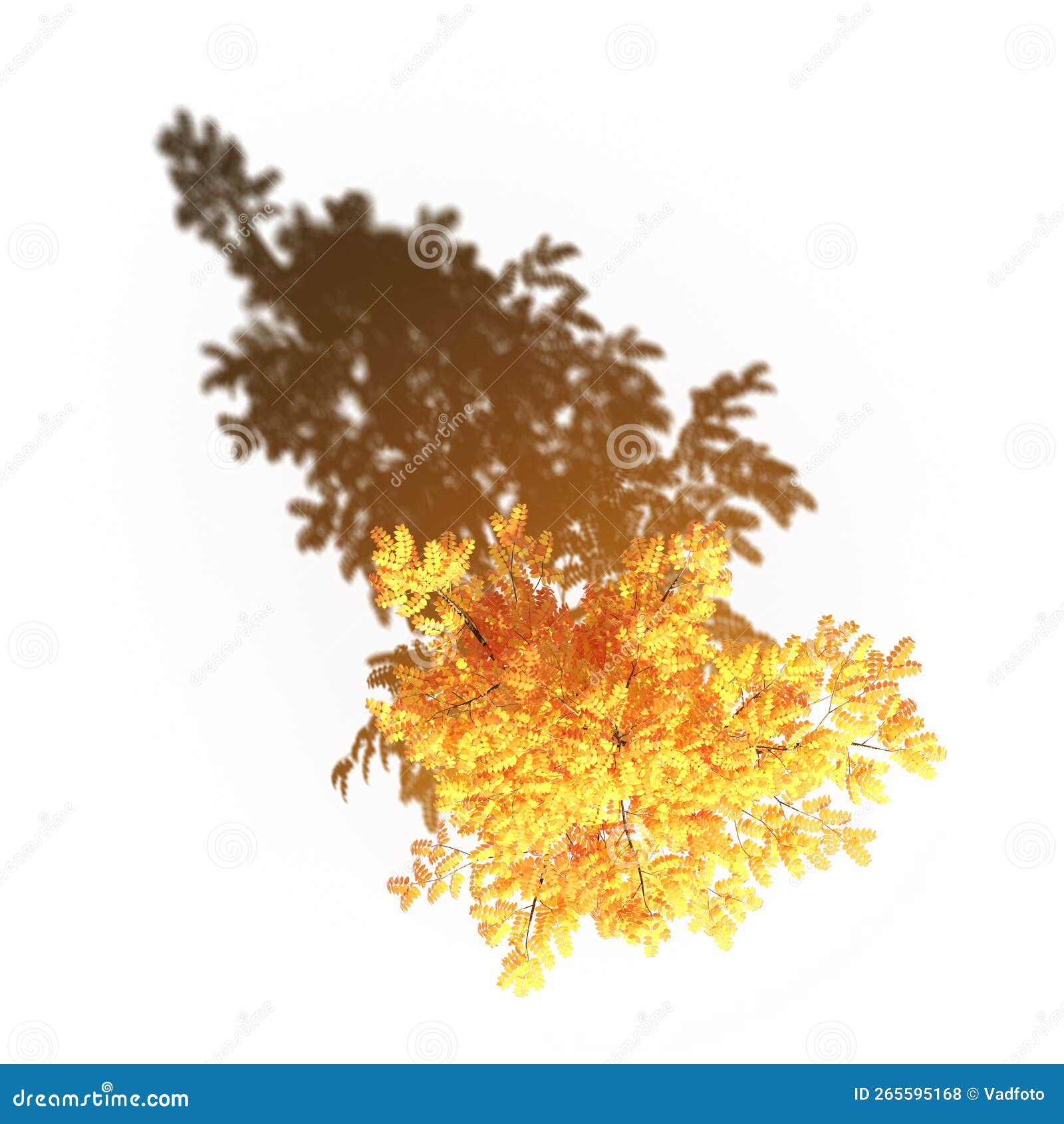 Tree with a Shadow Under it, Top View Stock Illustration - Illustration ...
