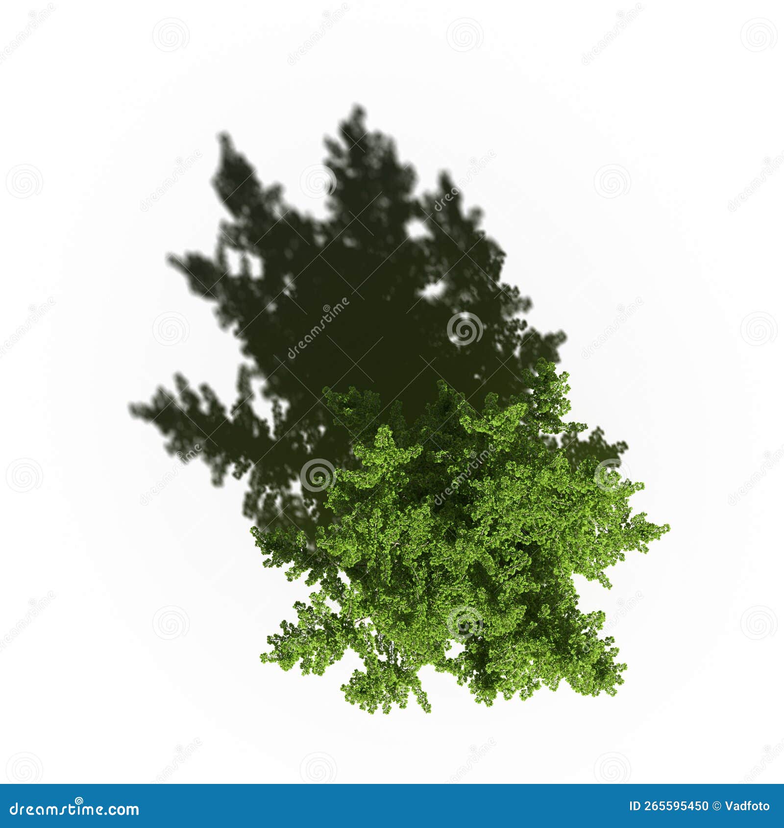 Tree with a Shadow Under it, Top View Stock Illustration - Illustration ...