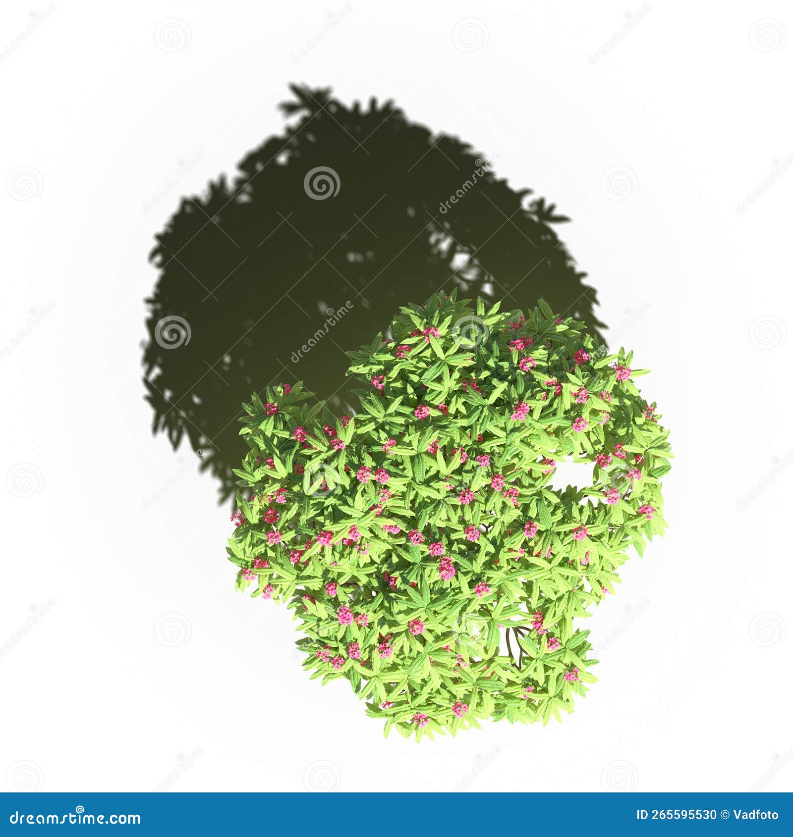 Tree with a Shadow Under it, Top View Stock Illustration - Illustration ...