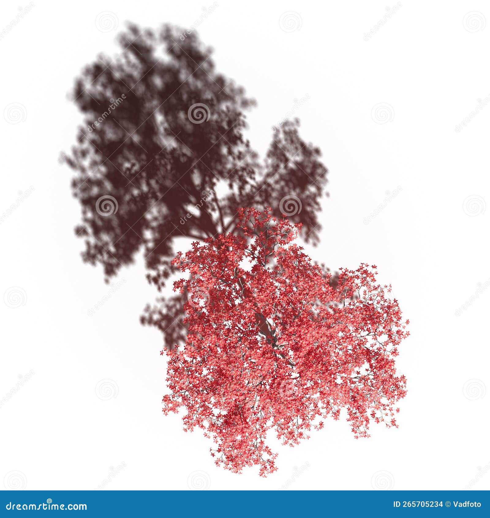 Tree with a Shadow Under it, Top View Stock Illustration - Illustration ...