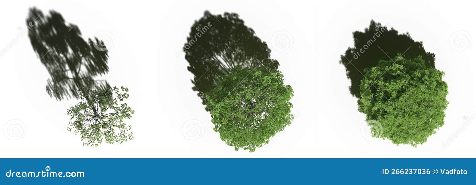 Tree with a Shadow Under it, Top View Stock Illustration - Illustration ...