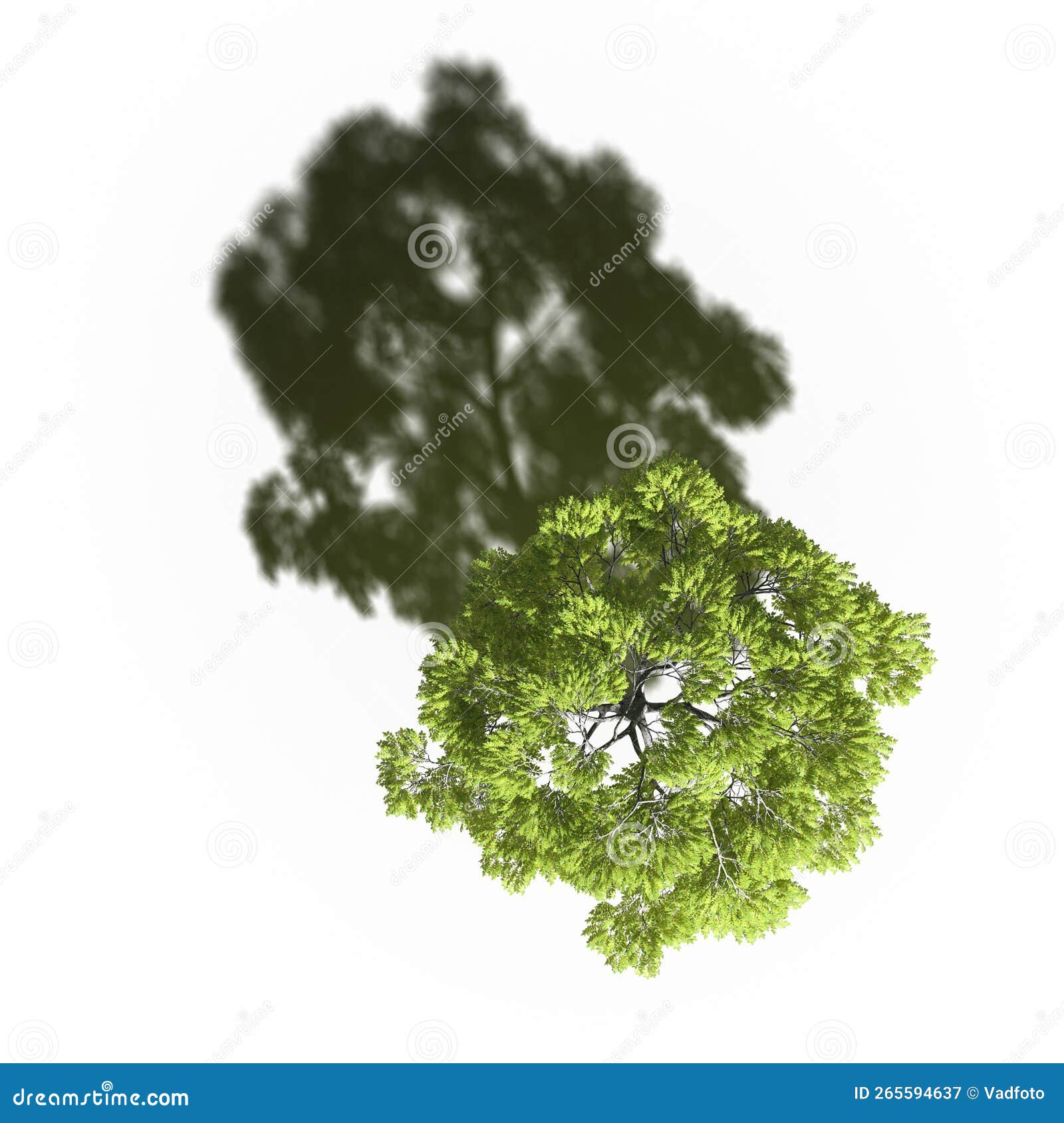 Tree with a Shadow Under it, Top View Stock Illustration - Illustration ...