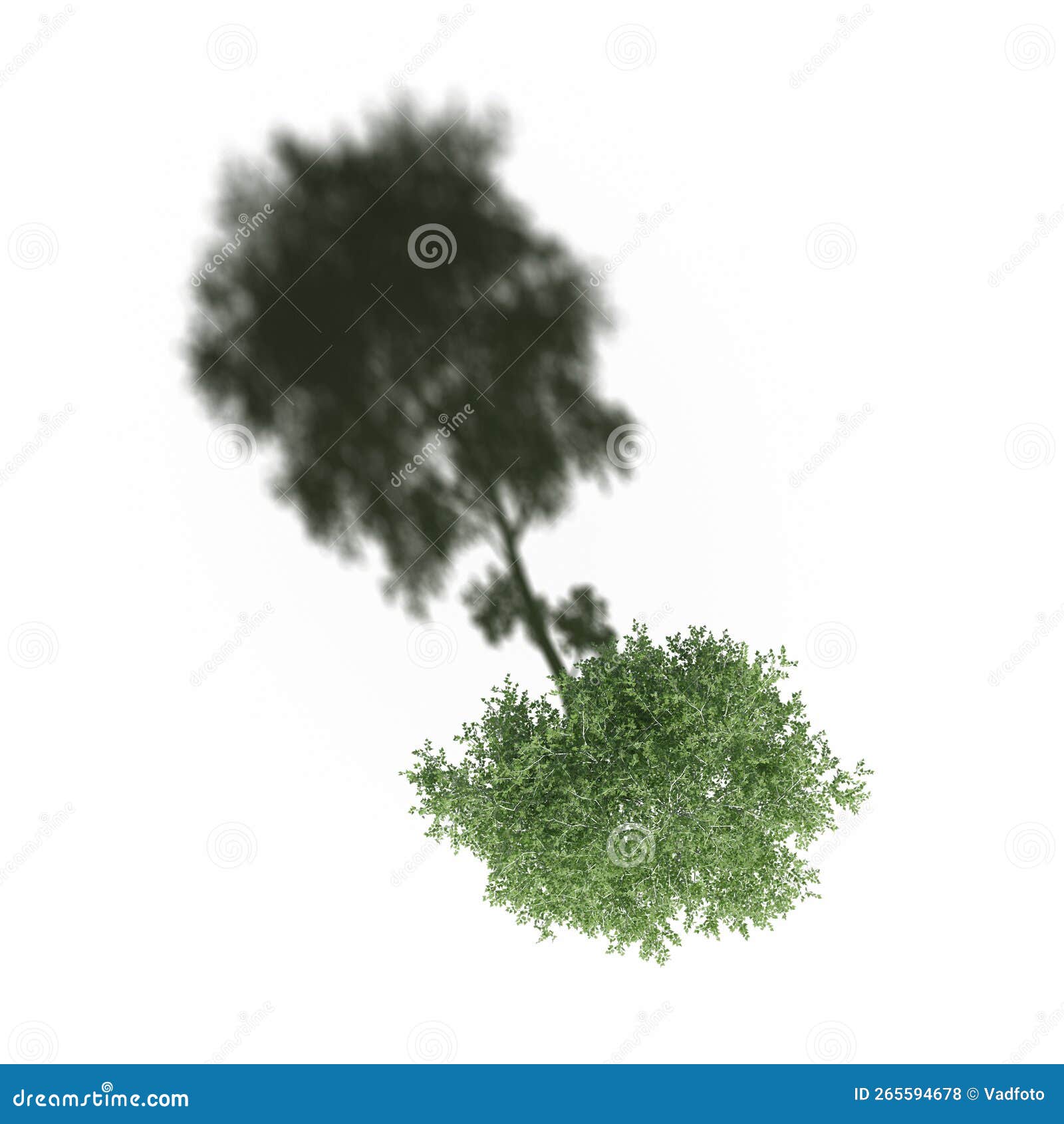 Tree with a Shadow Under it, Top View Stock Illustration - Illustration ...