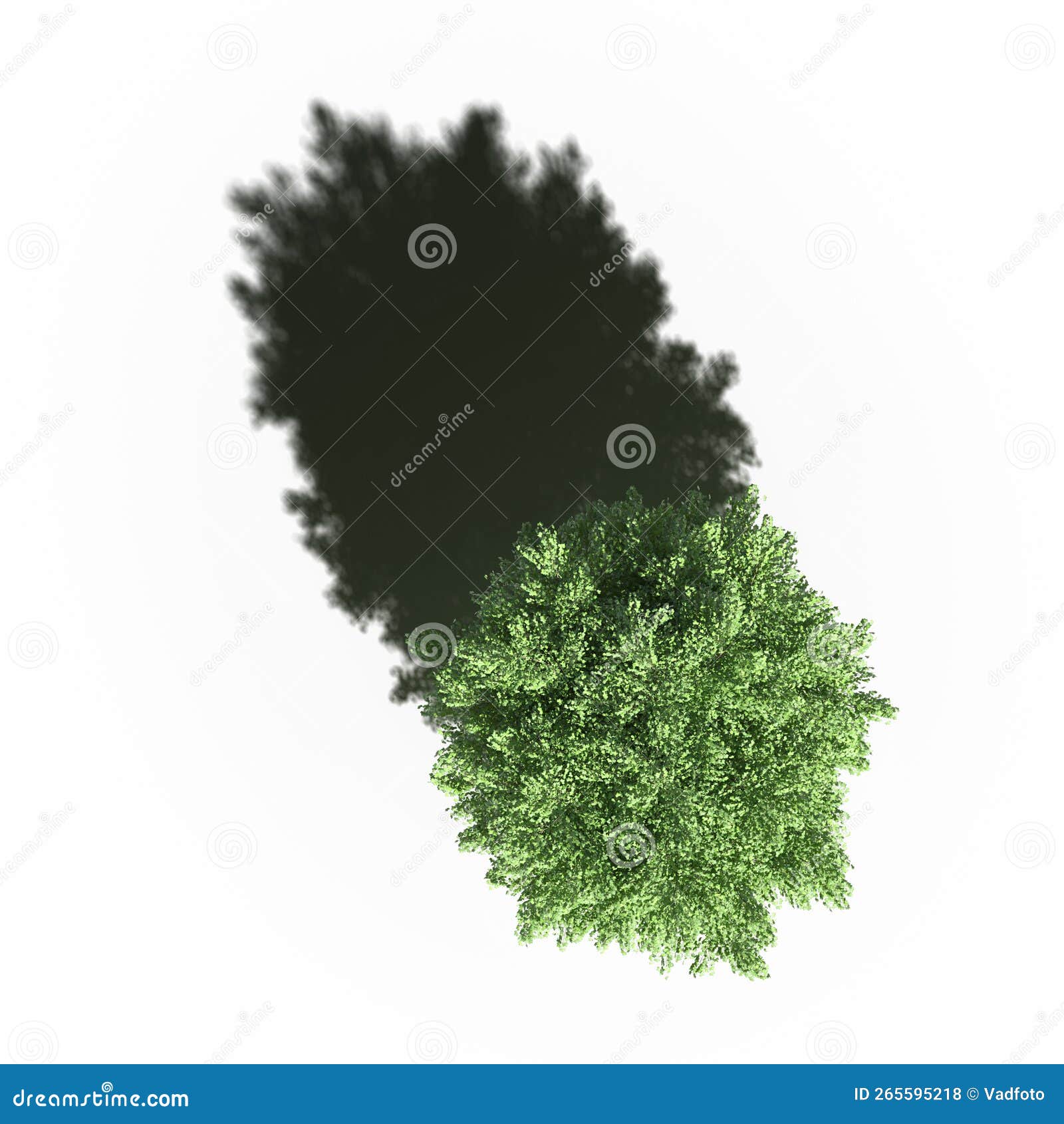 Tree with a Shadow Under it, Top View Stock Illustration - Illustration ...