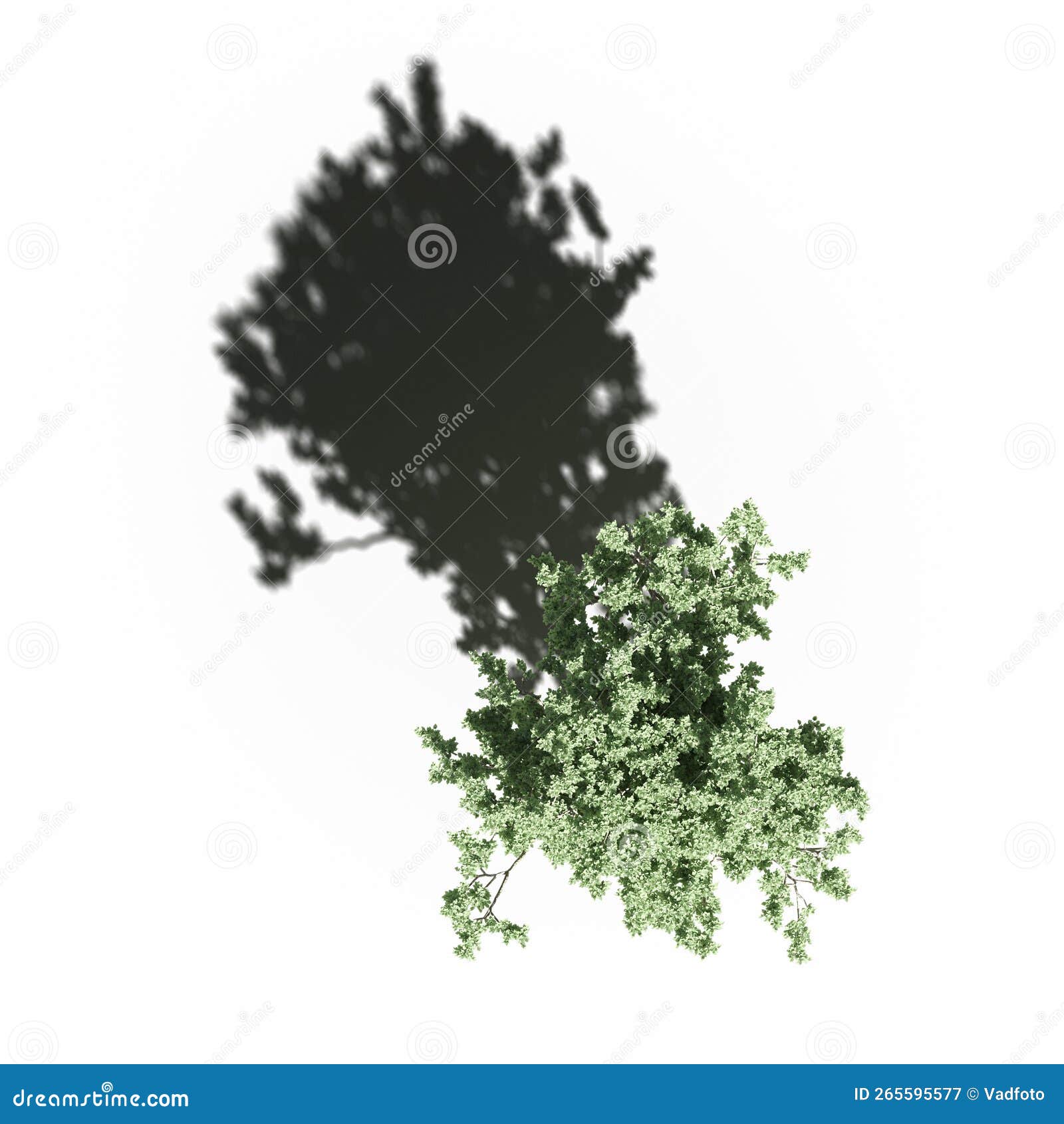 Tree with a Shadow Under it, Top View Stock Illustration - Illustration ...