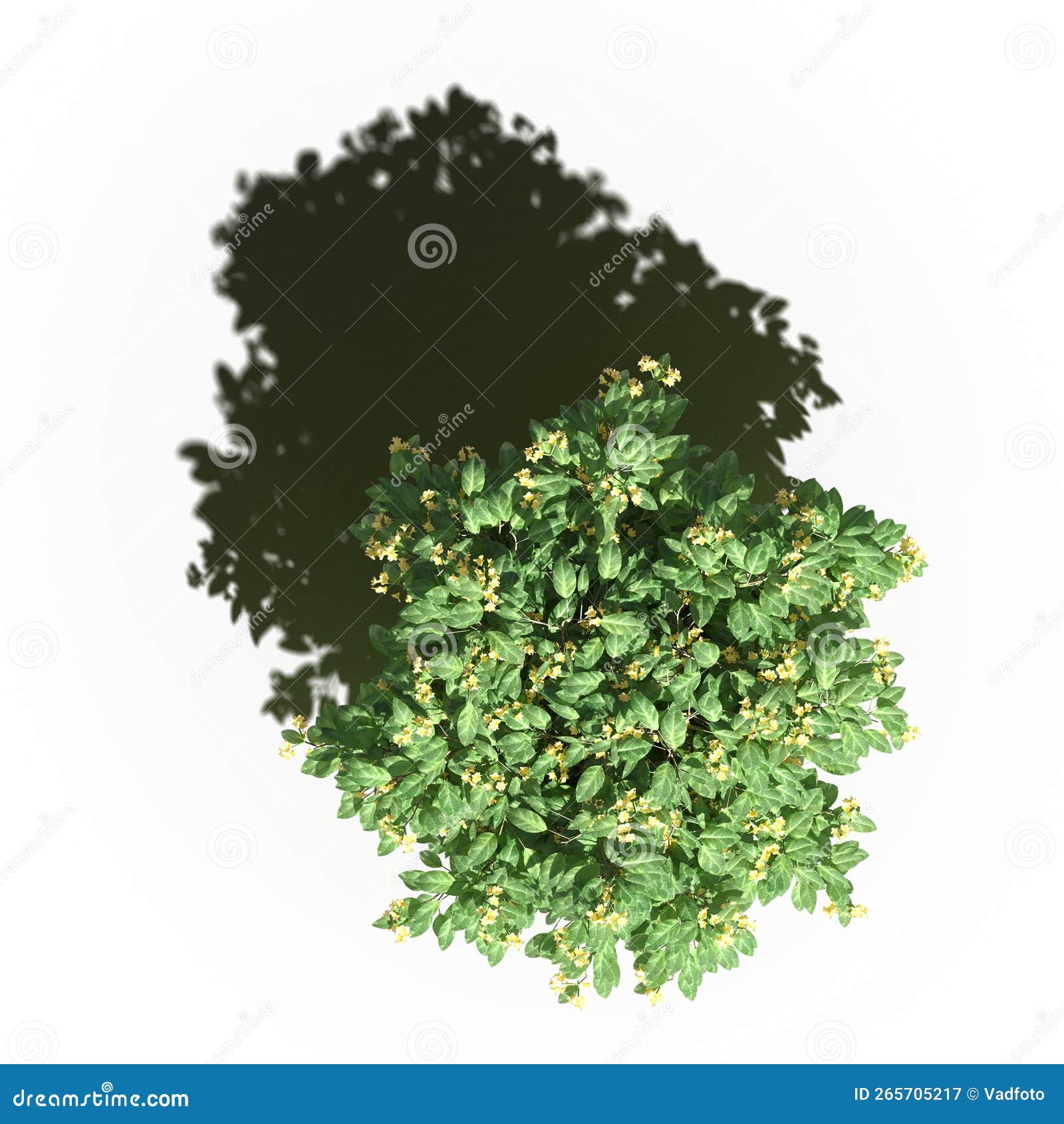 Tree with a Shadow Under it, Top View Stock Illustration - Illustration ...